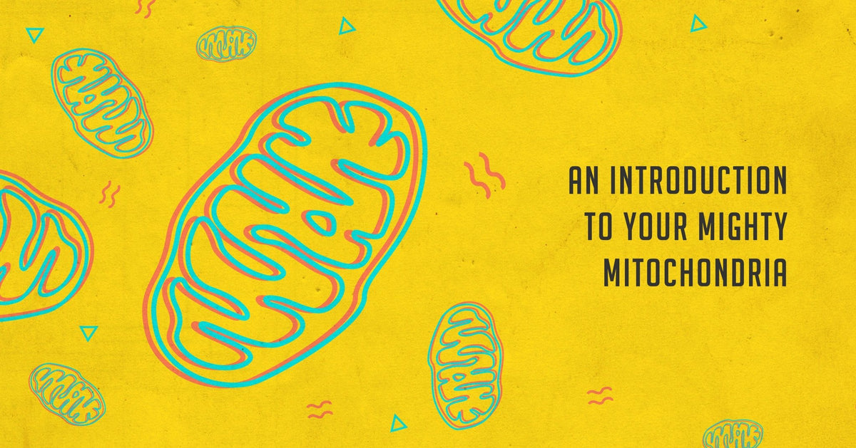 An Introduction To Your Mighty Mitochondria – Wise Ape