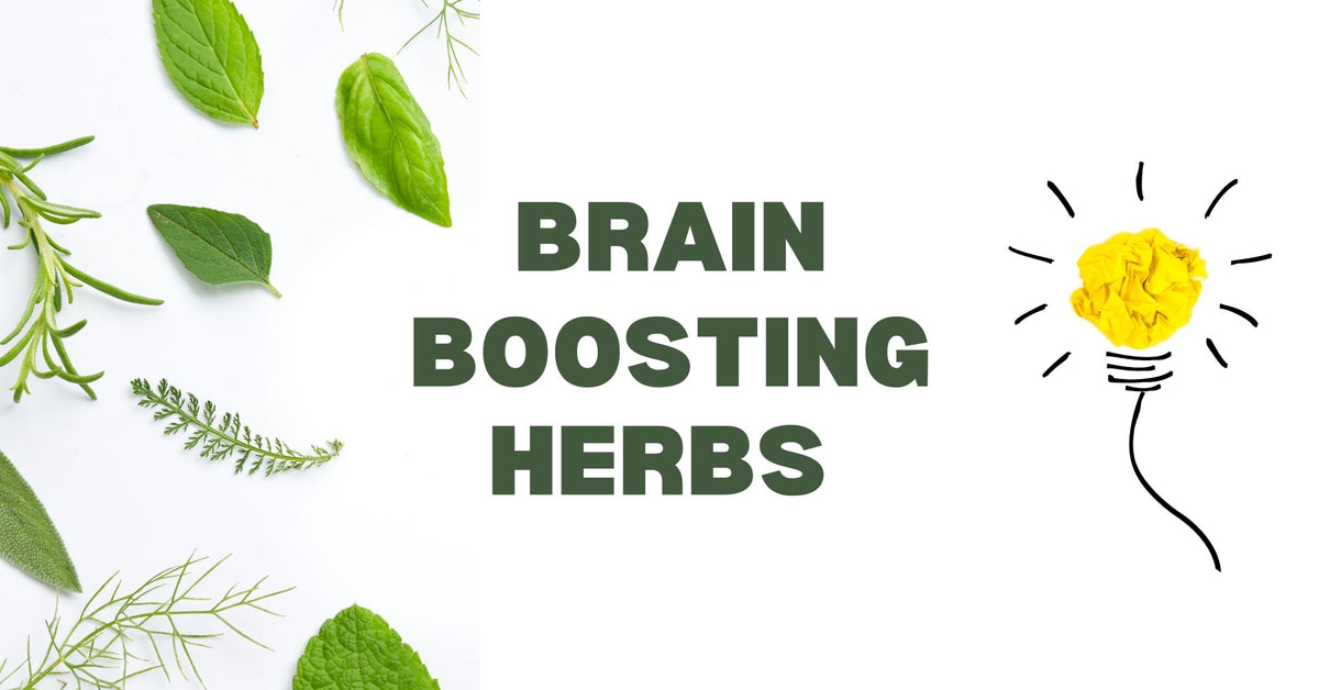 4 Natural Herbs for Brain Health, Memory, And Cognitive Function – Wise Ape