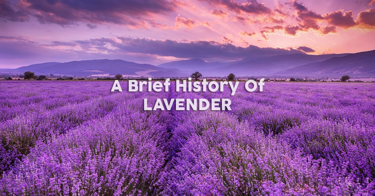 A Brief History of Lavender – Wise Ape