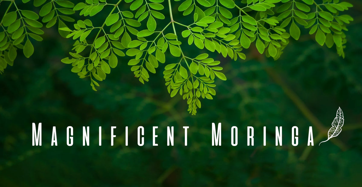 Magnificent Moringa! – Wise Ape